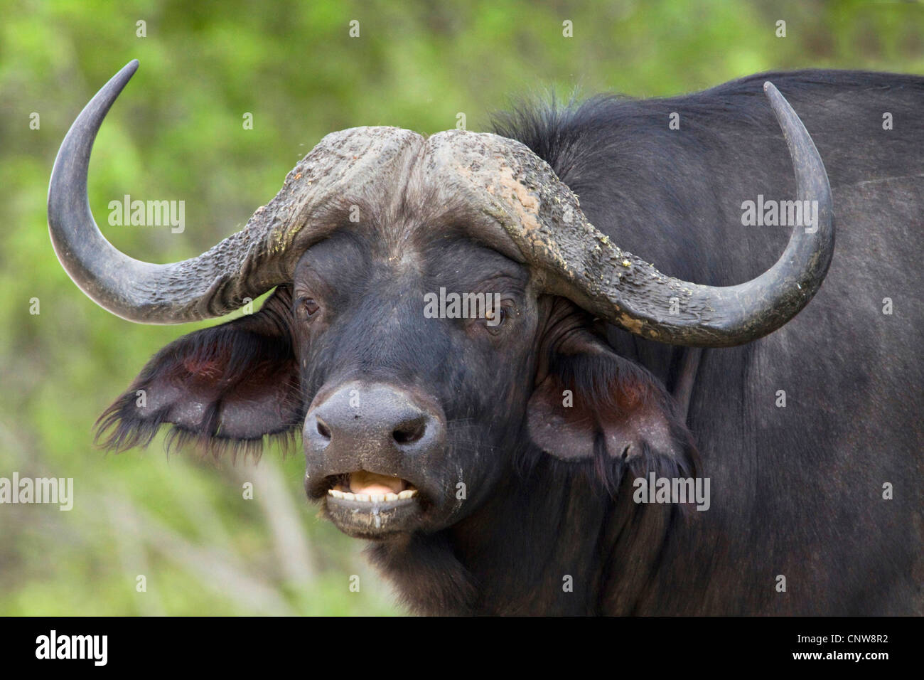 Male african buffalo african bull buffalo hi-res stock photography and ...