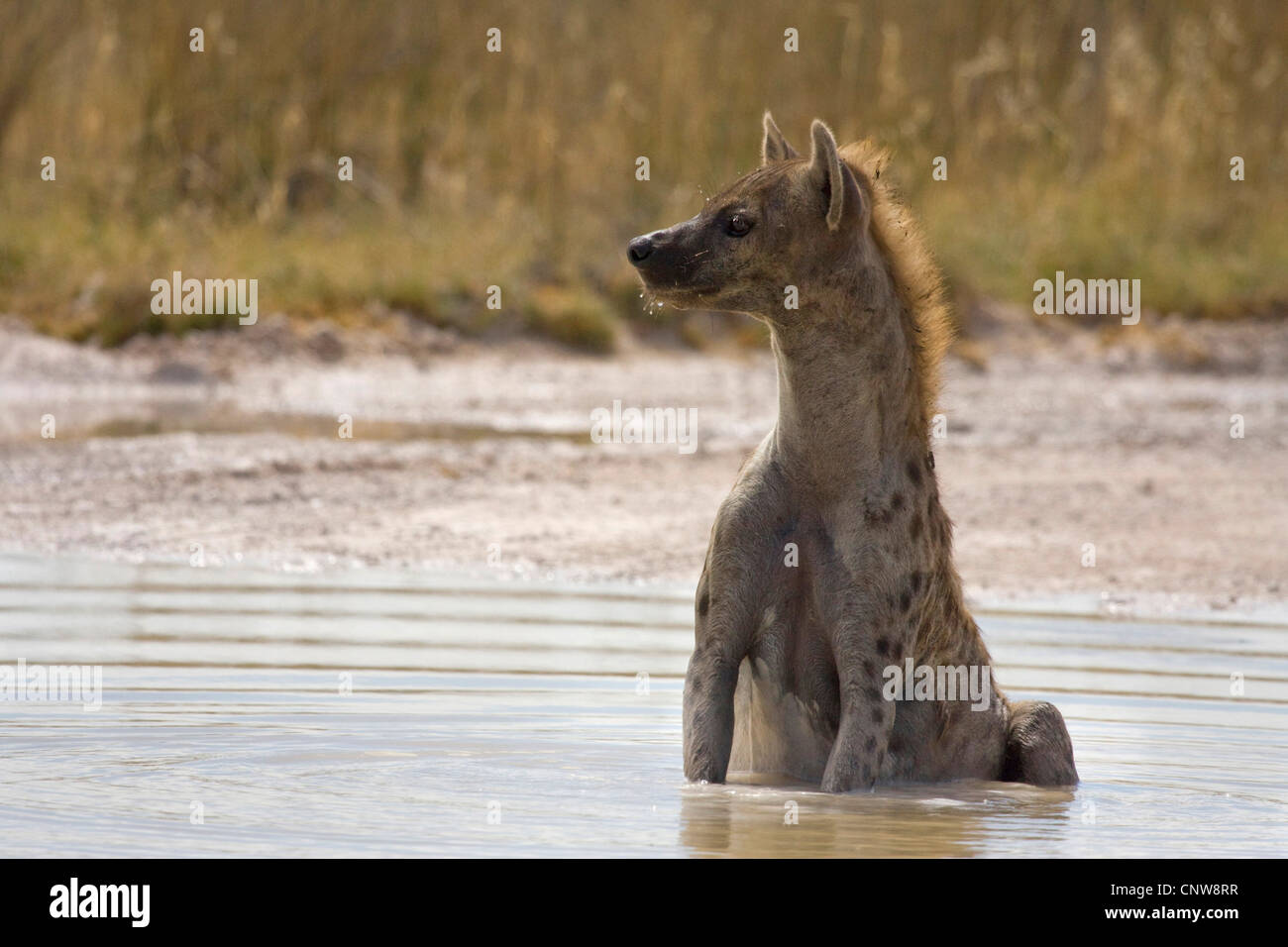 Hyena spotted hyena hyena sitting hi-res stock photography and images ...