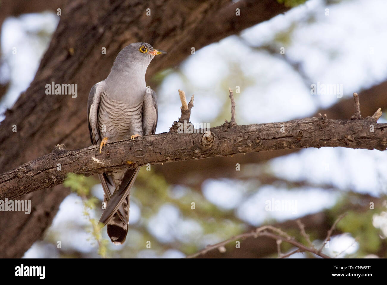 African cuckoos cuculus gularis hi-res stock photography and images - Alamy