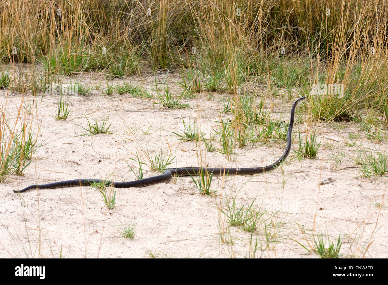 Black mamba snake hi-res stock photography and images - Alamy