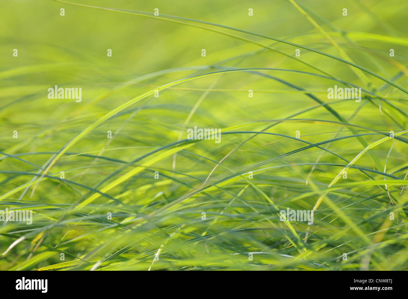 Leaves blowing in the wind hi-res stock photography and images - Alamy