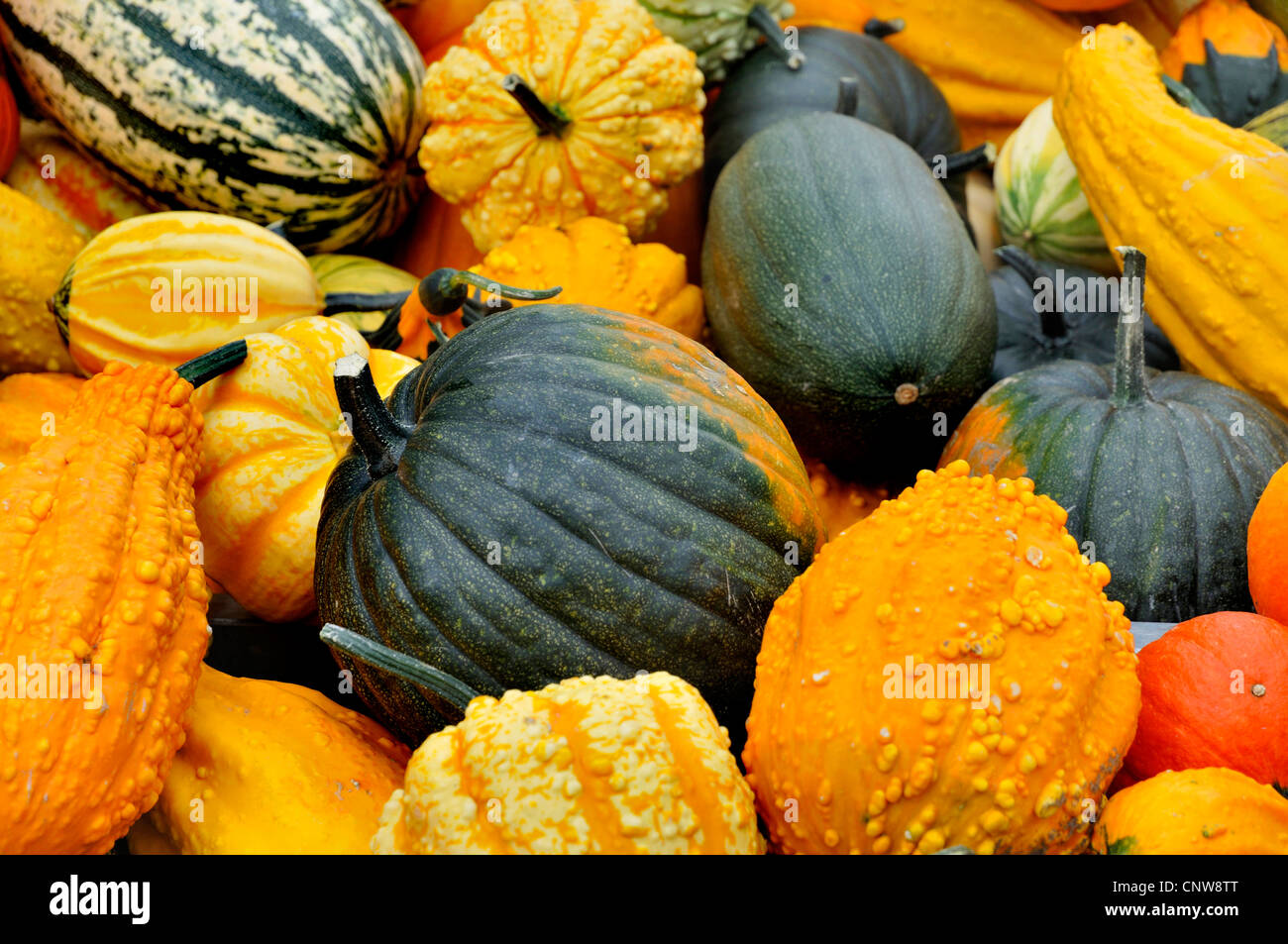 ornamental pumpkin (Cucurbita pepo convar. microcarpina), different ...
