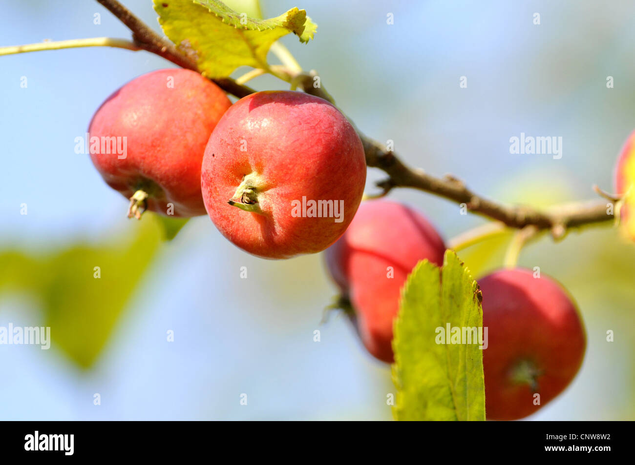 branch with red apples, Germany Stock Photo - Alamy