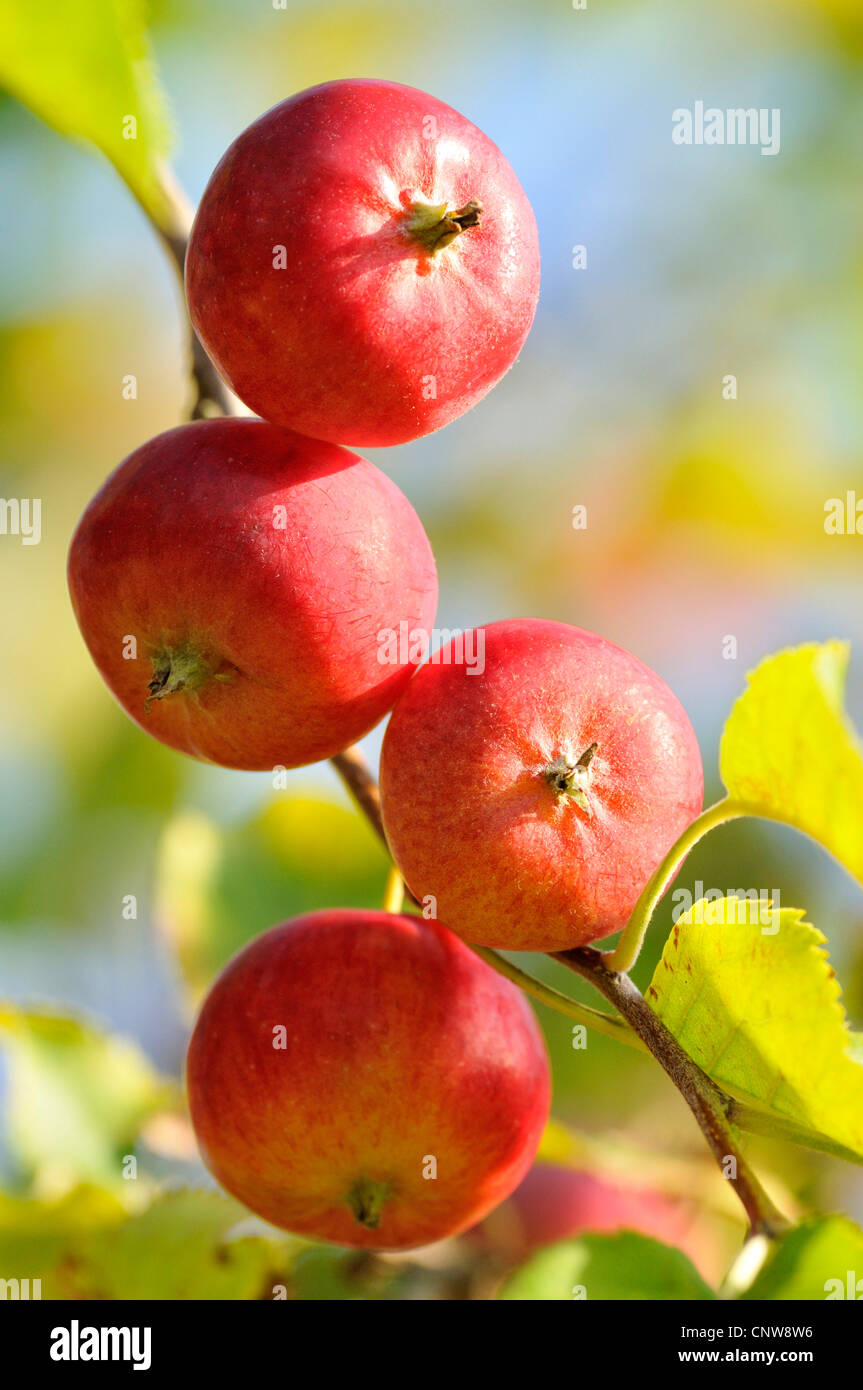 branch with red apples, Germany Stock Photo - Alamy