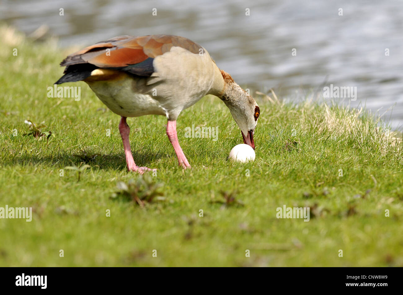 Greylag Goose Egg Rolling
