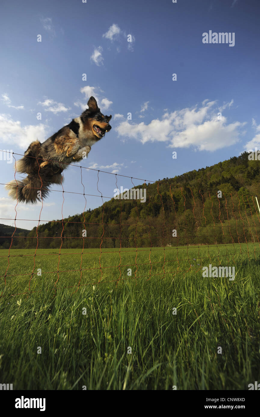 Jumping over the fence hi-res stock photography and images - Alamy