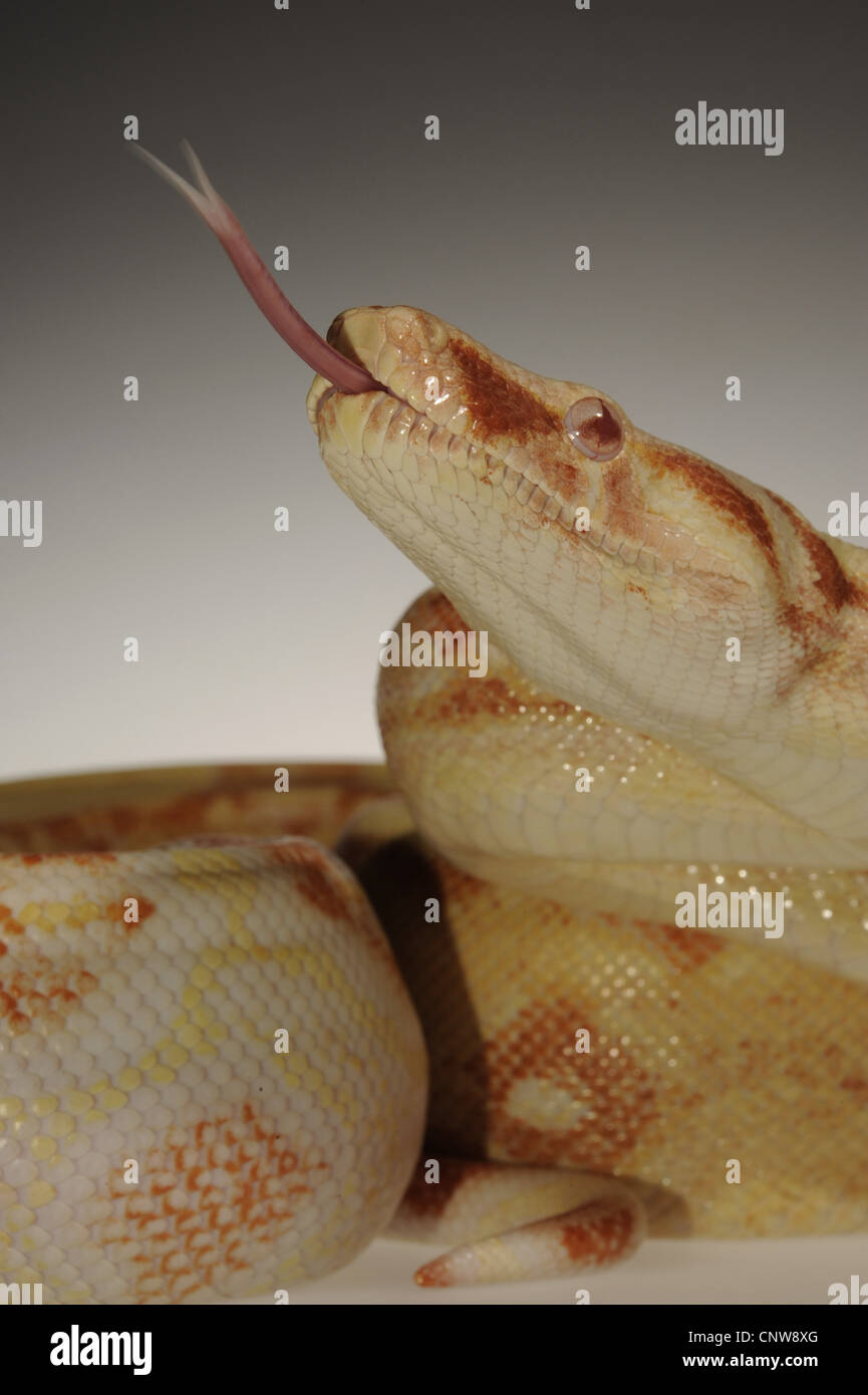 Albino boa constrictor hi-res stock photography and images - Alamy