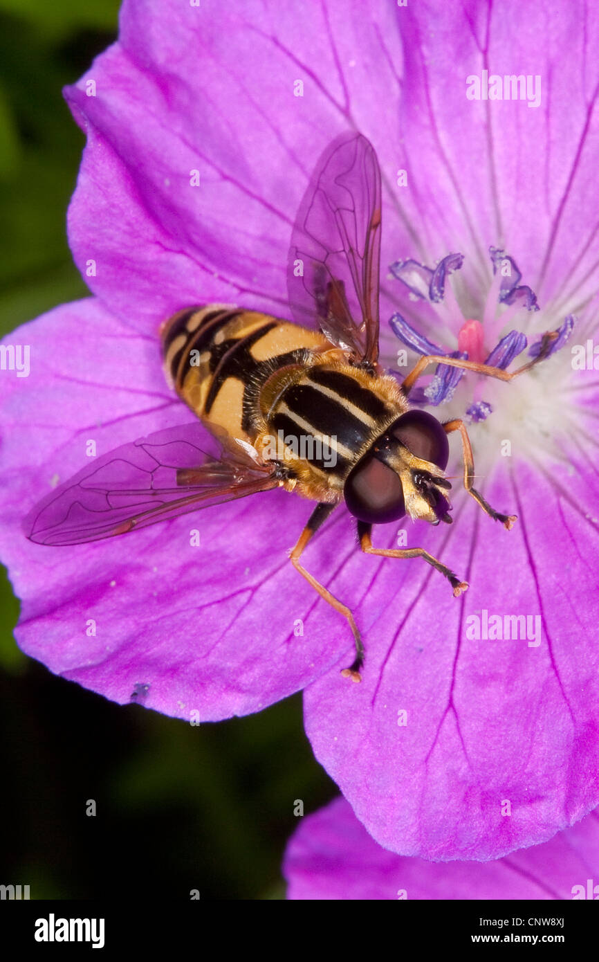Helophilus pendulus (Helophilus pendulus), sitting on a flower, Germany ...