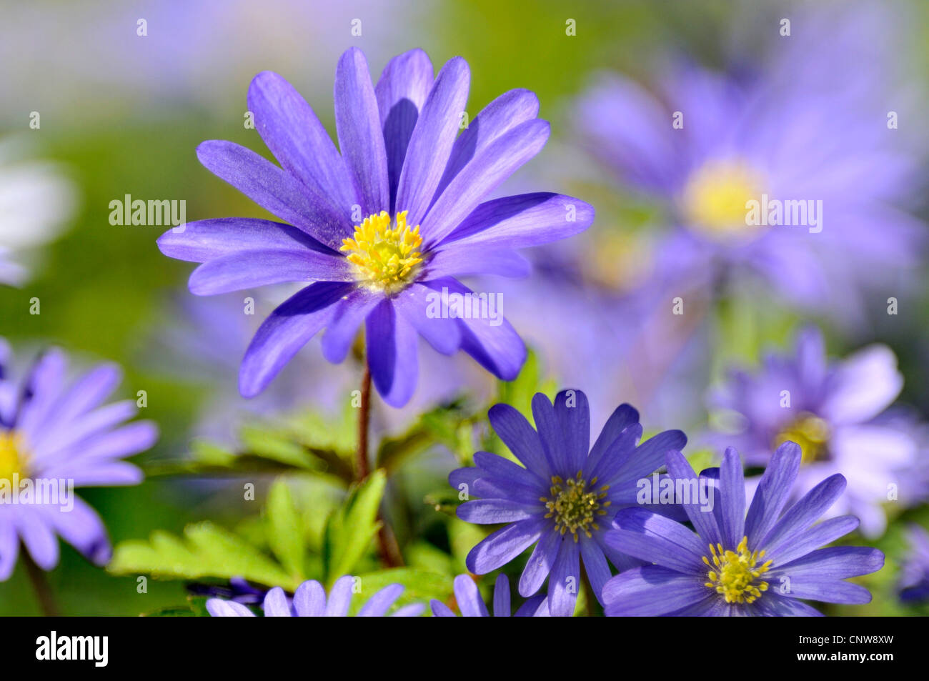 Blue Anemone, Mountain Windflower (Anemone blanda), blooming, Germany ...
