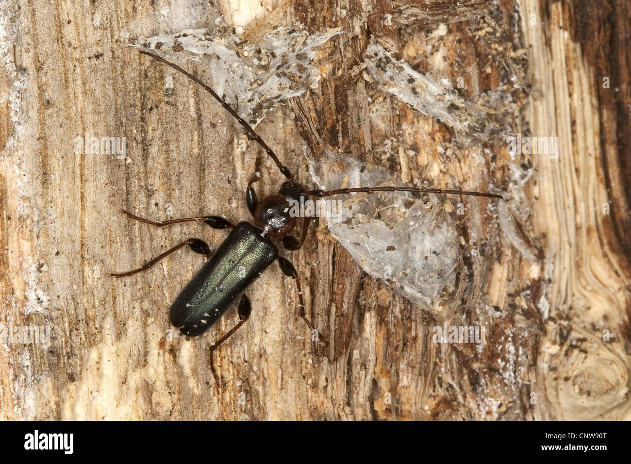 Tanbark borer, Longhorn beetle (Phymatodes testaceus), sitting on wood ...
