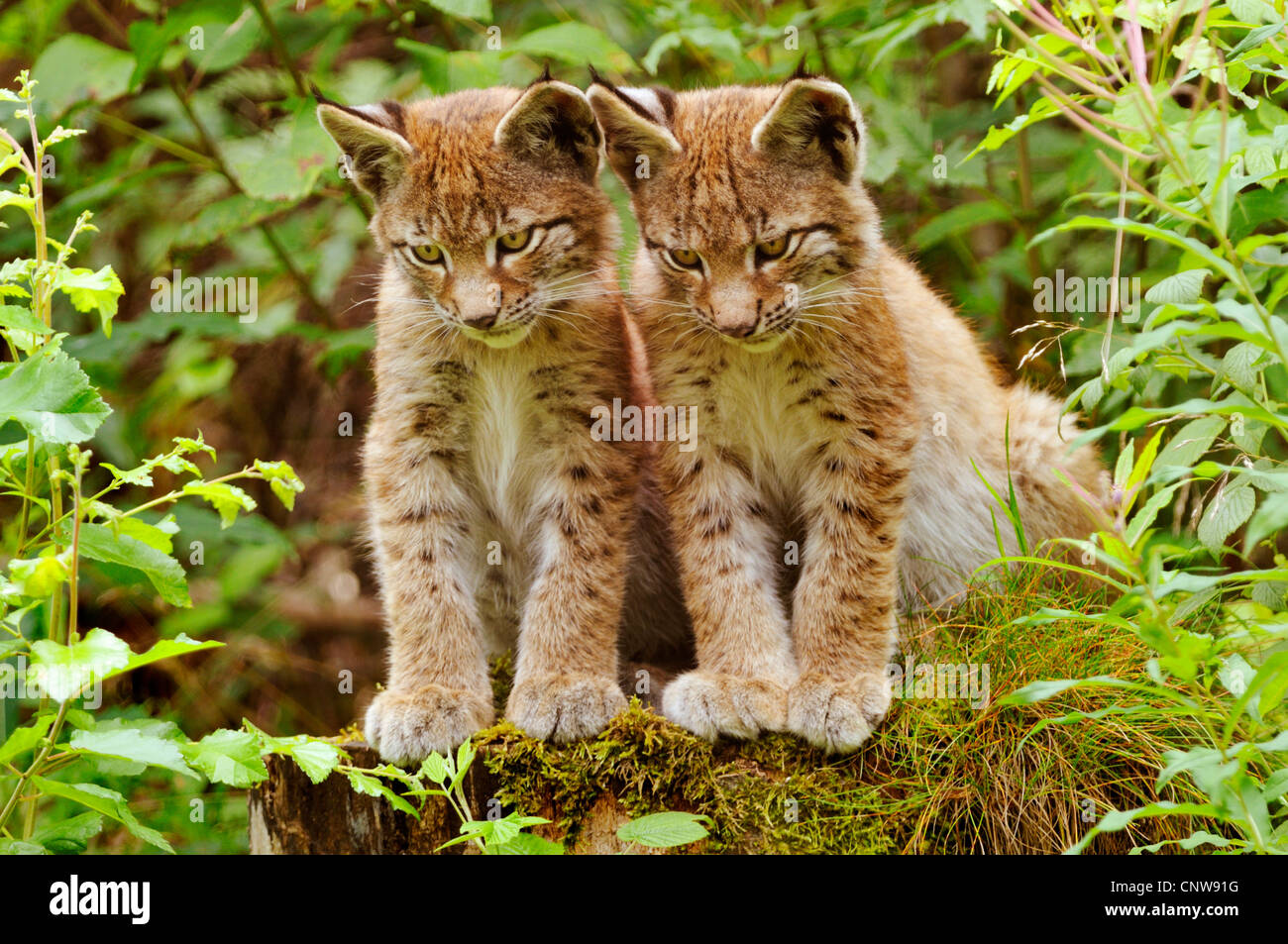 Eurasian lynx (Lynx lynx), two young lynxes watching a mouse, Germany ...