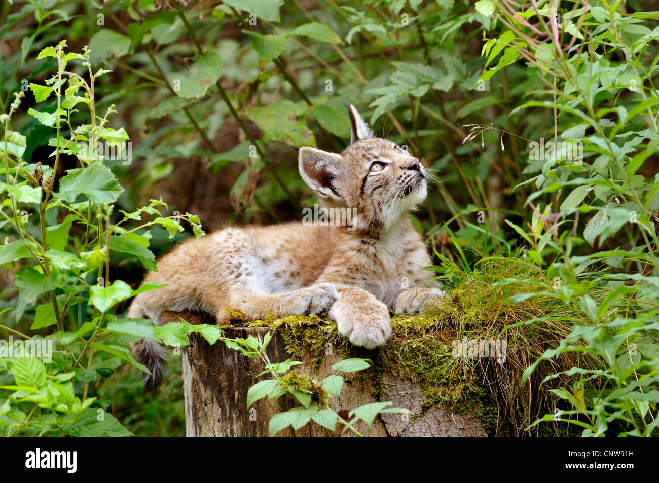 Lynx babies hi-res stock photography and images - Alamy