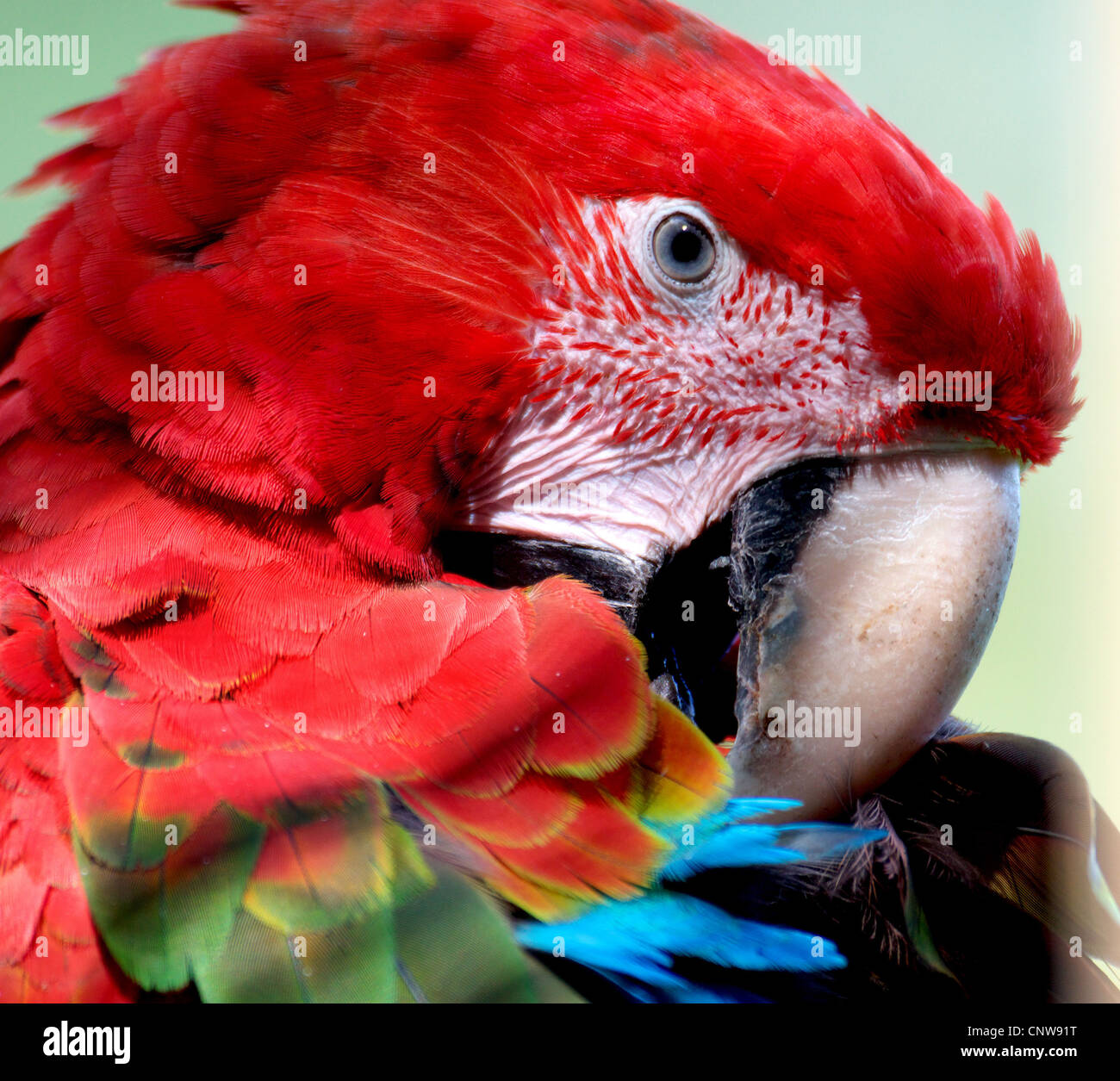 scarlet macaw (Ara macao), portrait, Germany Stock Photo - Alamy