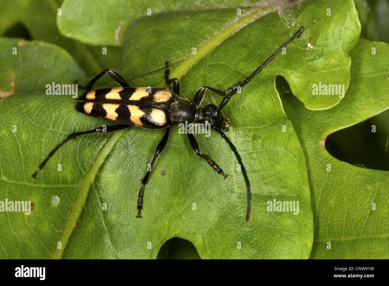 Four banded longhorn beetles hi-res stock photography and images - Alamy