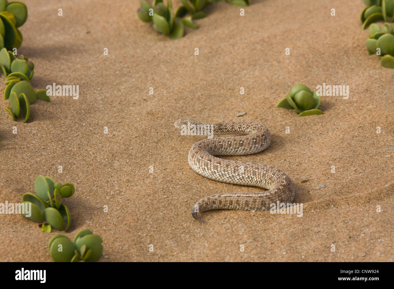Creeping in sand dunes hi-res stock photography and images - Alamy