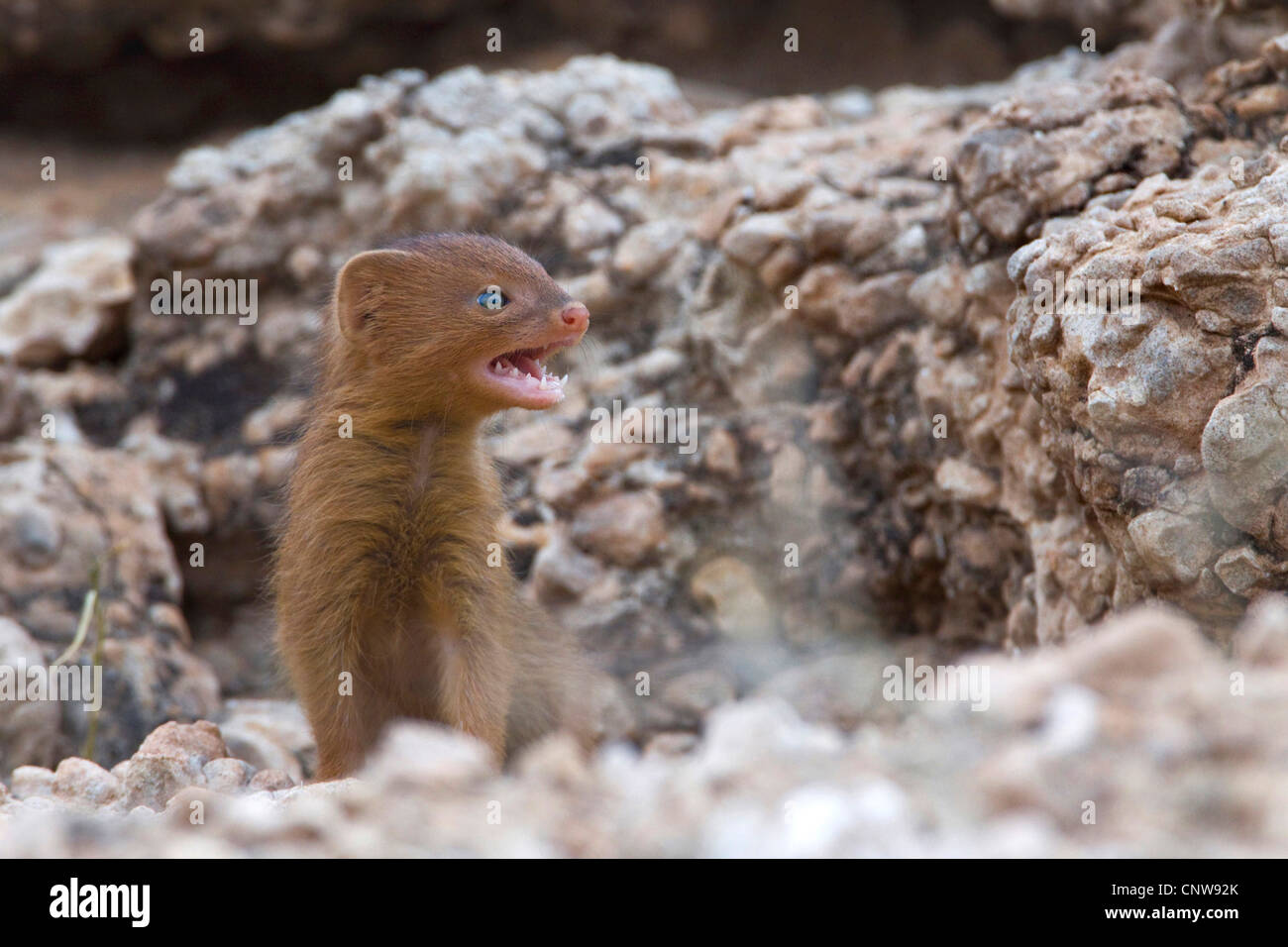 slender mongoose (Galerella sanguinea), juvenile, South Africa ...