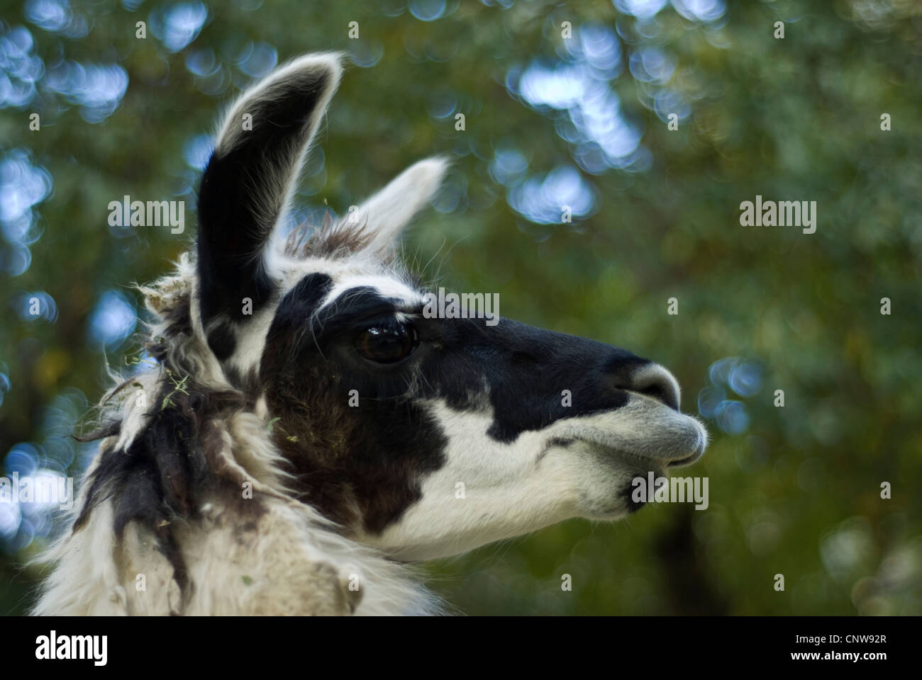 Llama, Lama glama, Camelidae, Perù, South America Stock Photo - Alamy
