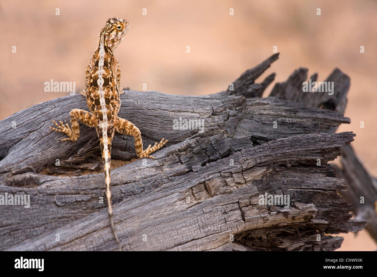 Ground agama hi-res stock photography and images - Alamy