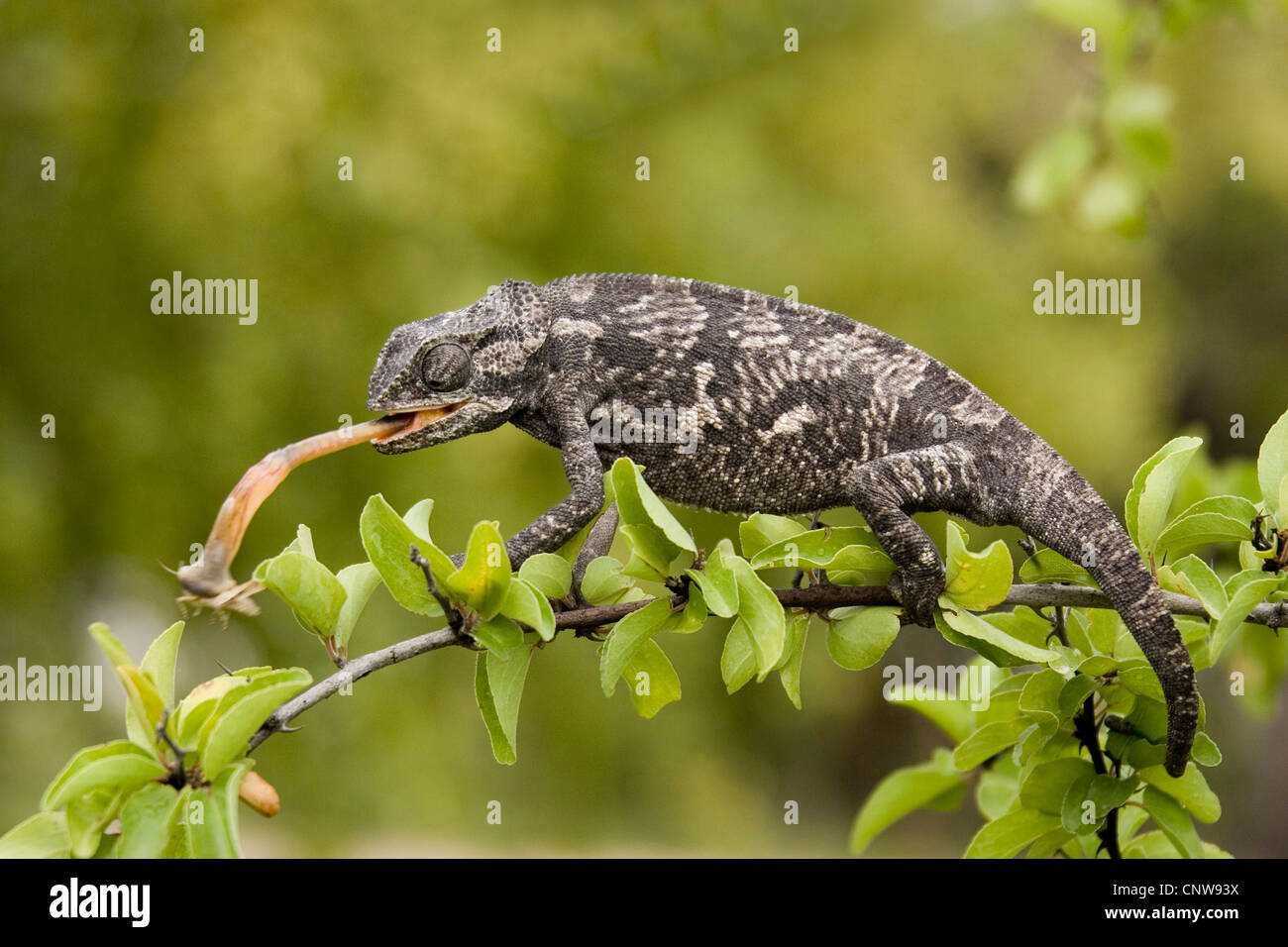 Chameleon catching food hi-res stock photography and images - Alamy