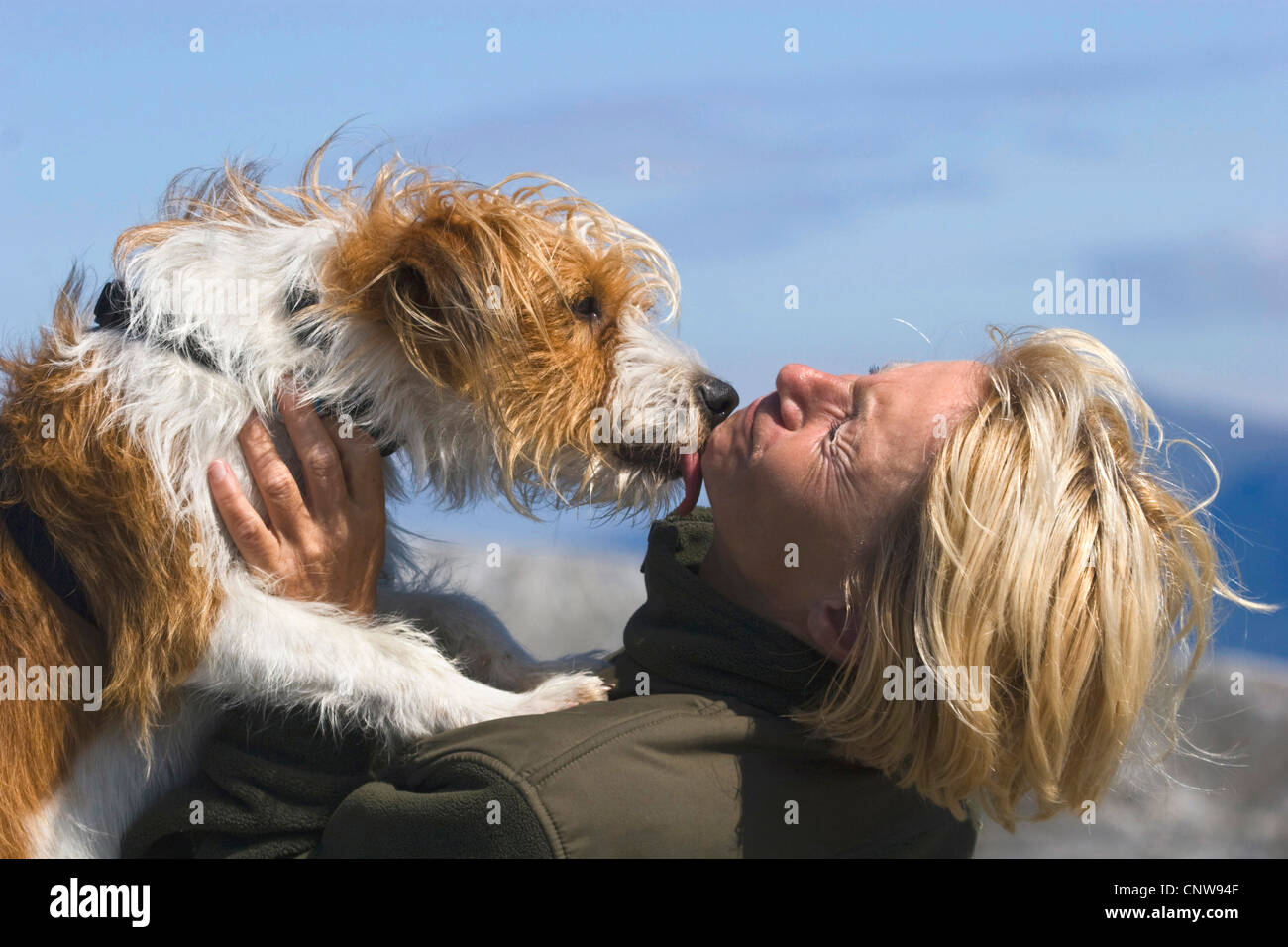 Kromfohrlaender (Canis lupus f. familiaris), young German dog breed ...