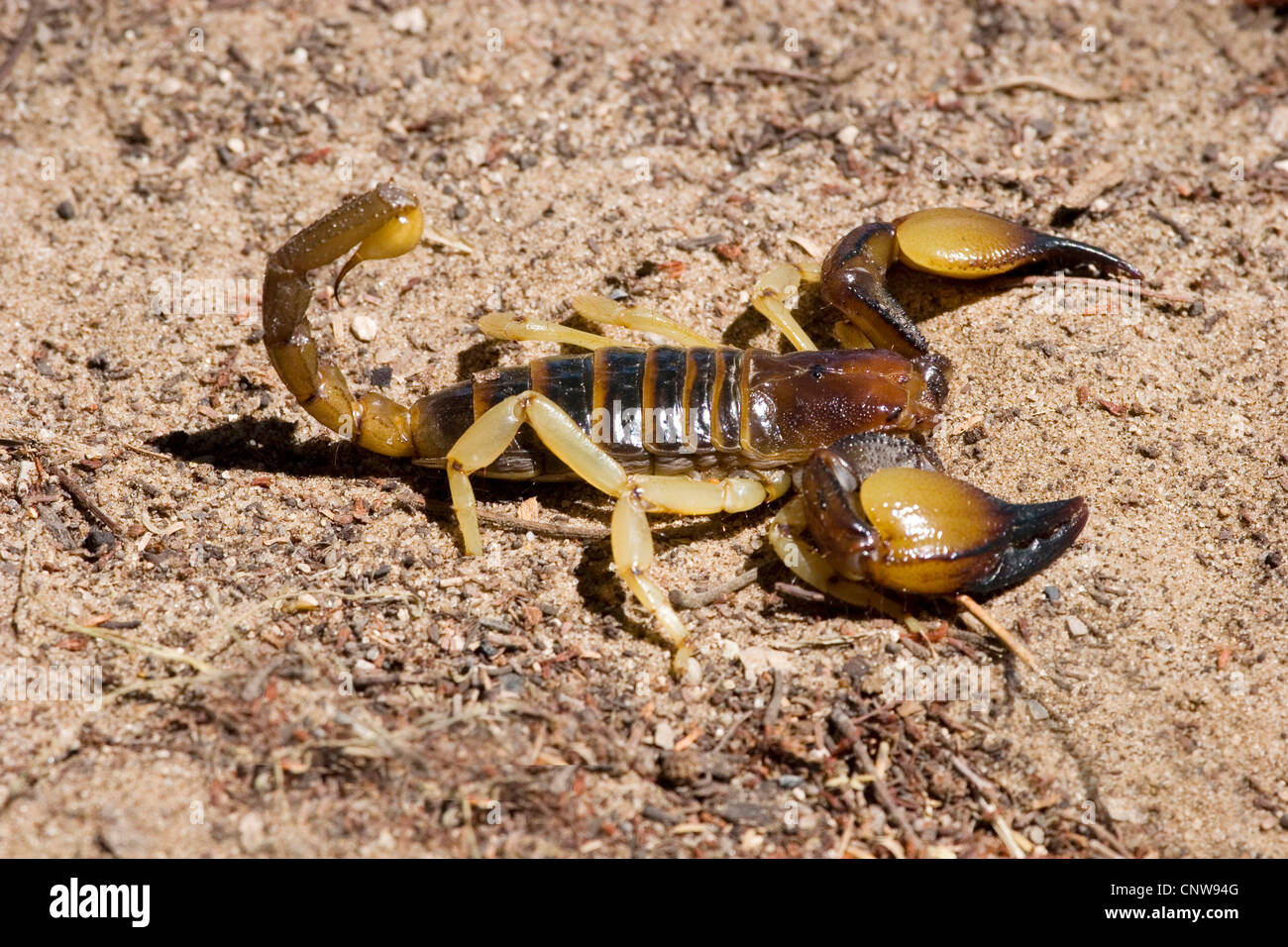 scorpion (Opisthophhalmus ), in defence posture, Namibia, Etosha ...