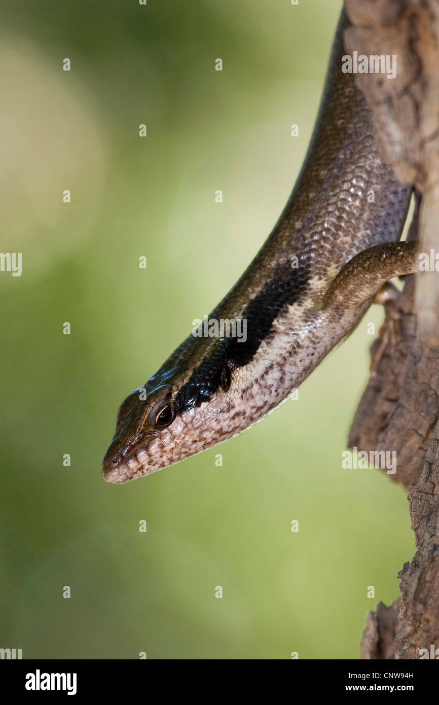 Golden mabuya (Trachylepis aurata, Mabuya aurata), sunbathing, Namibia ...