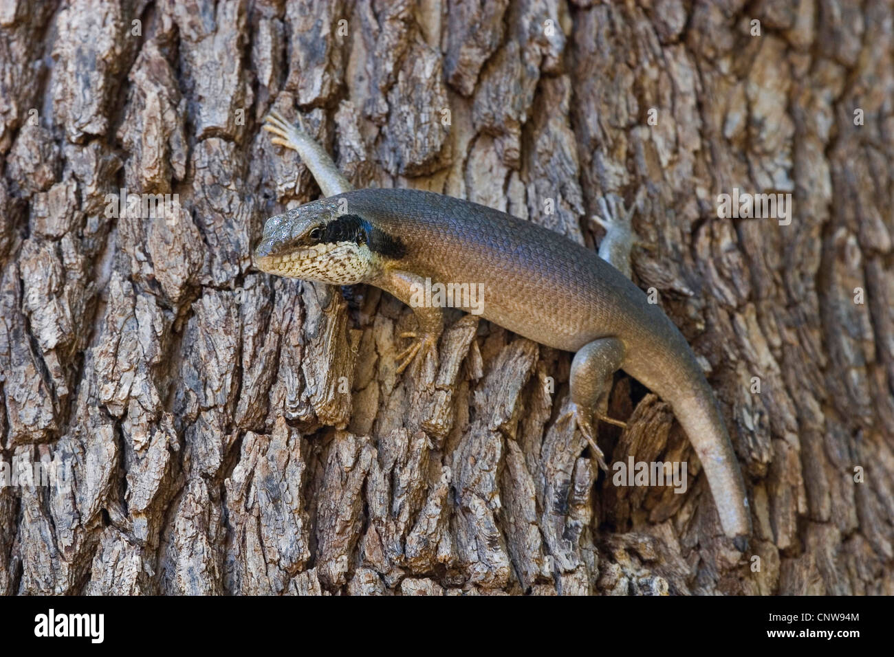 Golden mabuya (Trachylepis aurata, Mabuya aurata), sunbathing, Namibia ...
