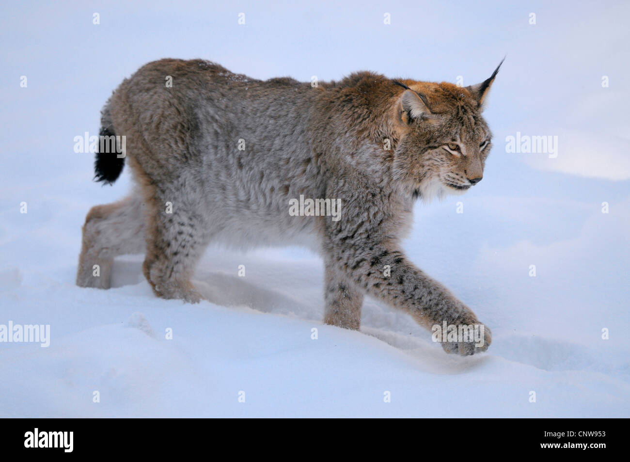 Eurasian lynx (Lynx lynx), adult walking through the snow, Germany ...
