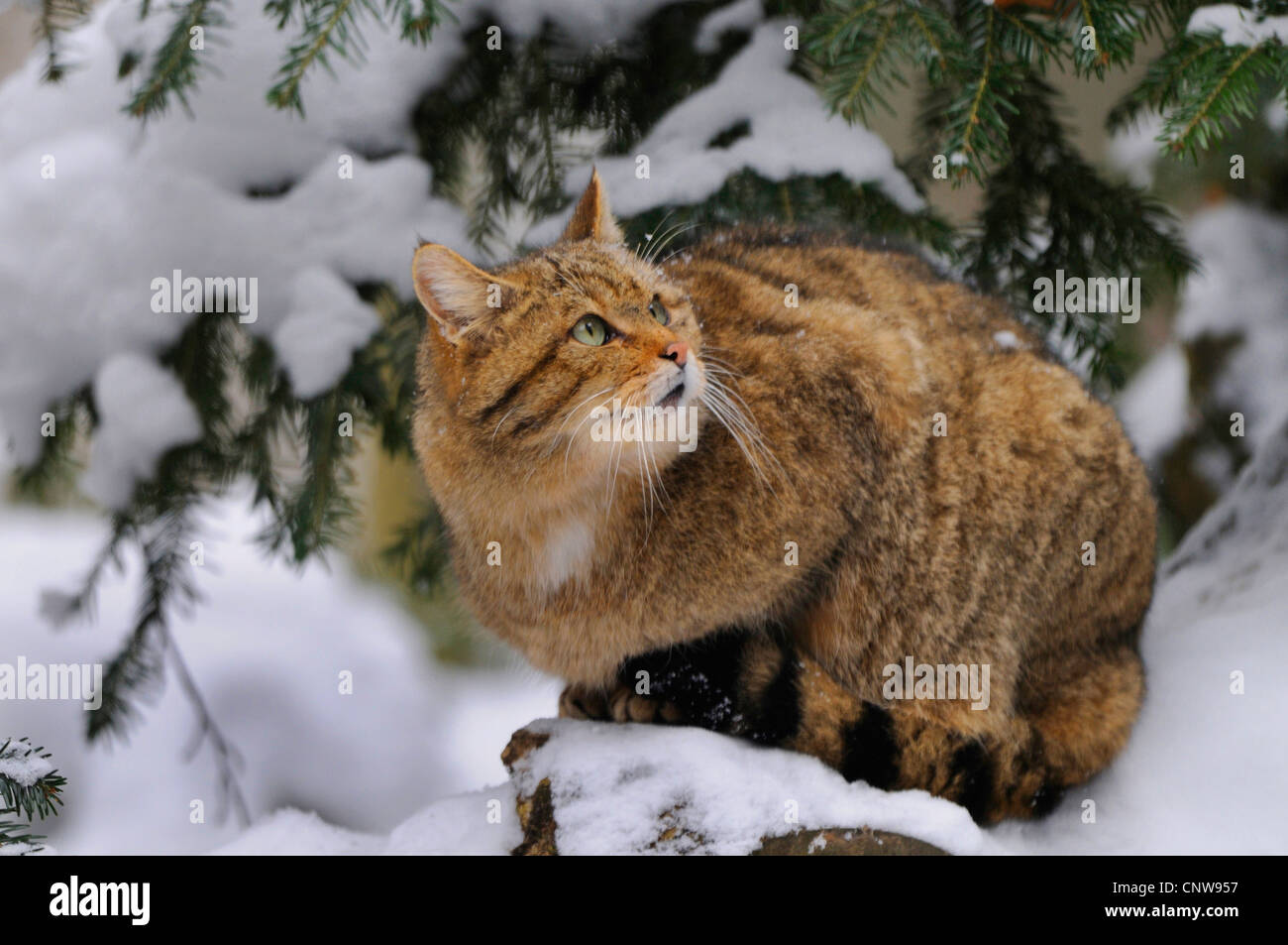 European wildcat, forest wildcat (Felis silvestris silvestris), sitting ...