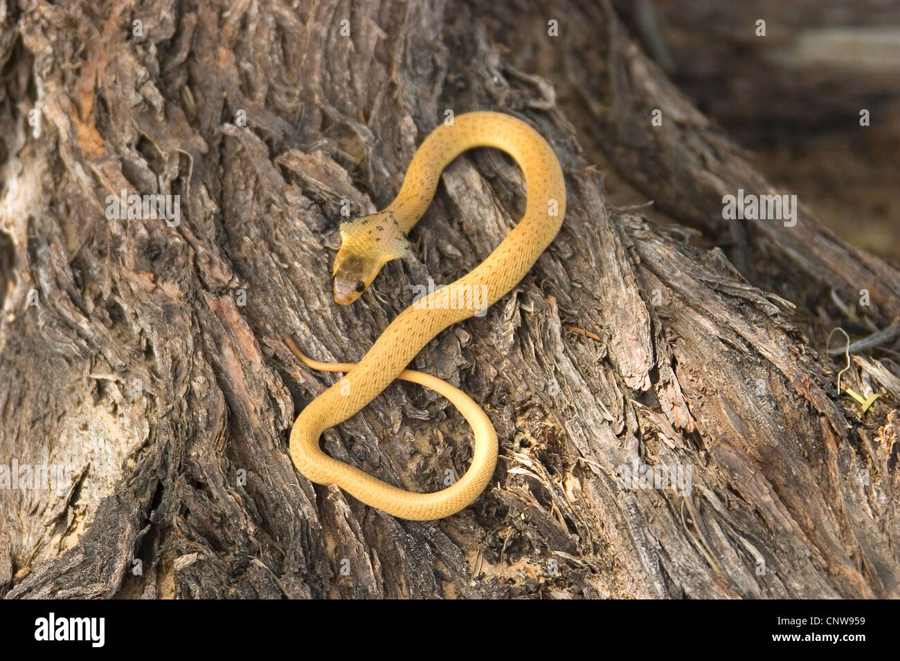 Cape cobra, yellow cobra (Naja nivea), juvenile in defence posture ...