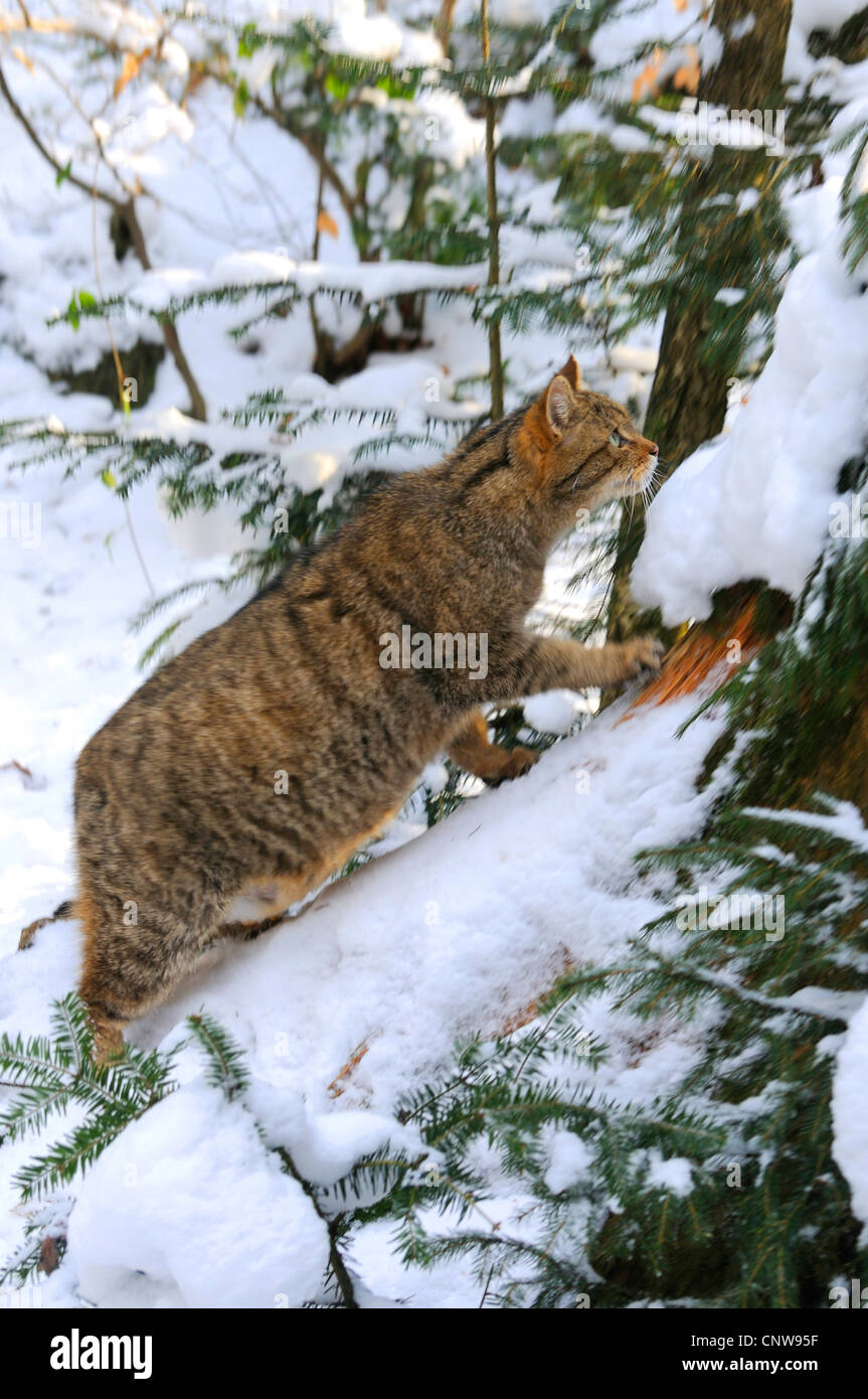 Young wildcat climbing tree hi-res stock photography and images - Alamy