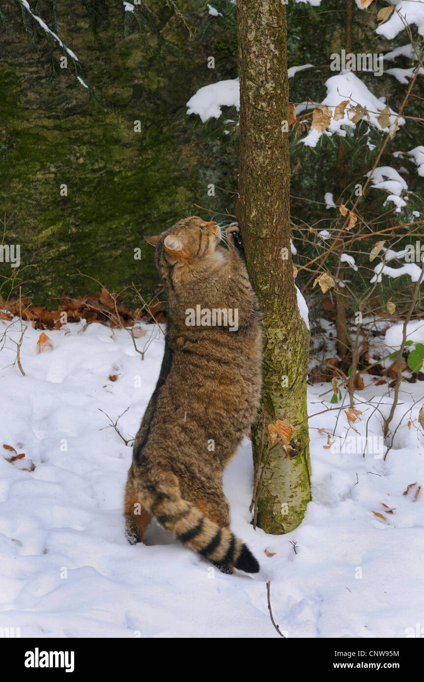 European wildcat, forest wildcat (Felis silvestris silvestris ...