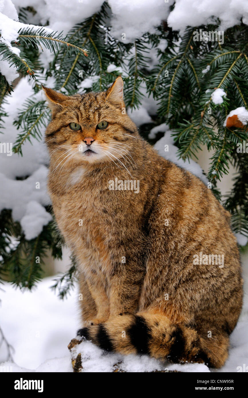 European wildcat, forest wildcat (Felis silvestris silvestris), sitting ...