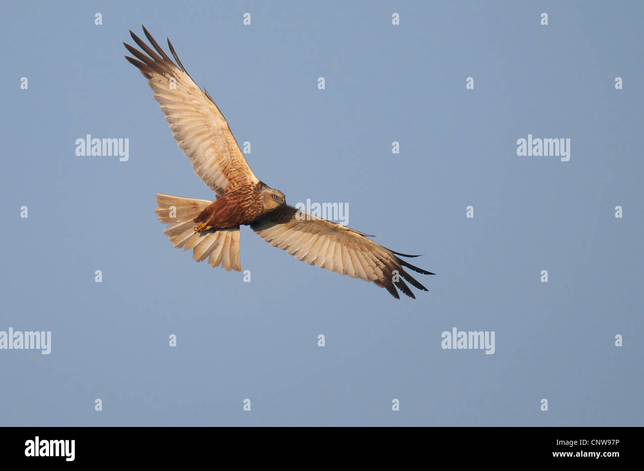 western marsh harrier (Circus aeruginosus), flying, Netherlands, Texel ...