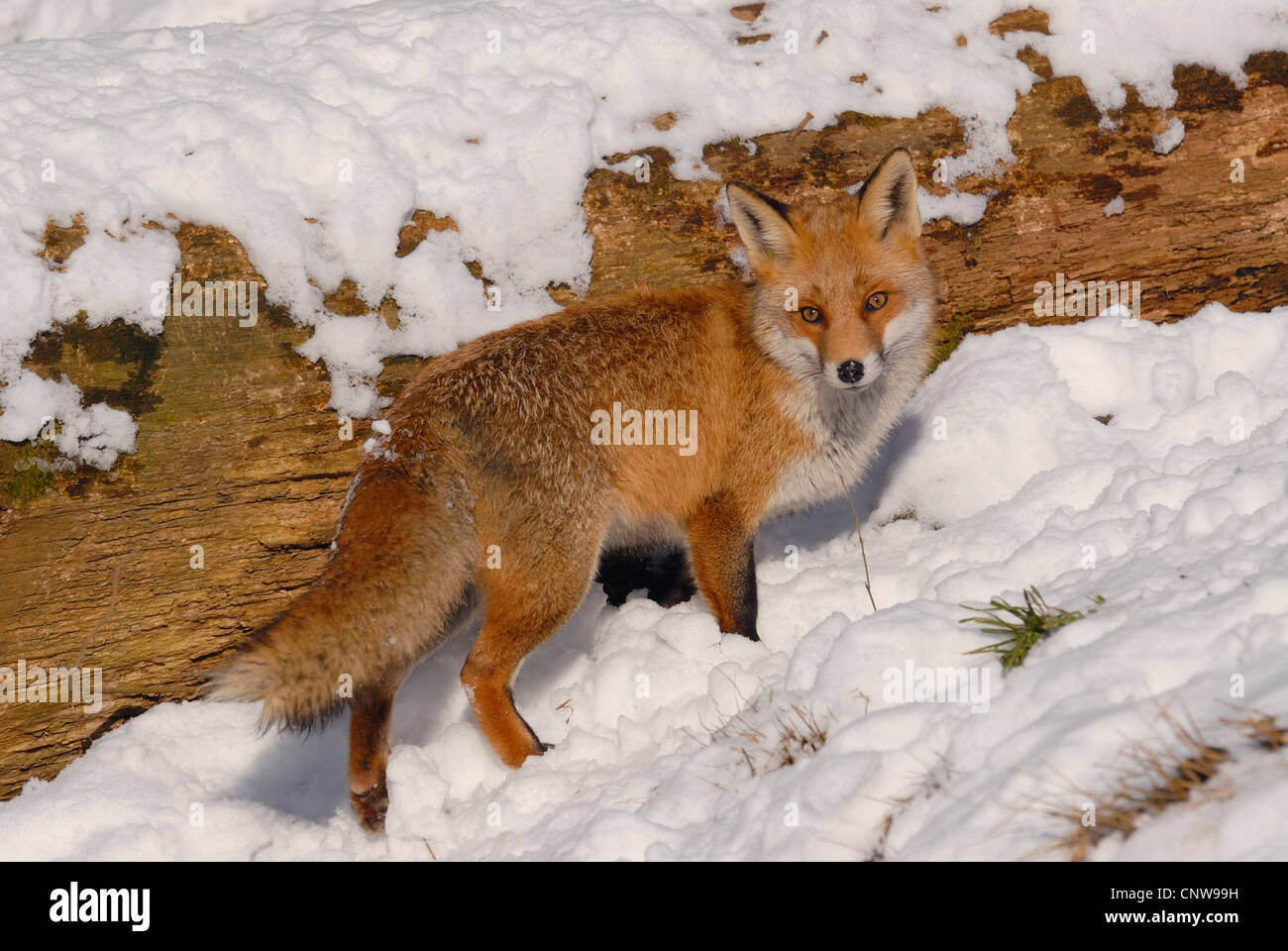Fox log hi-res stock photography and images - Alamy