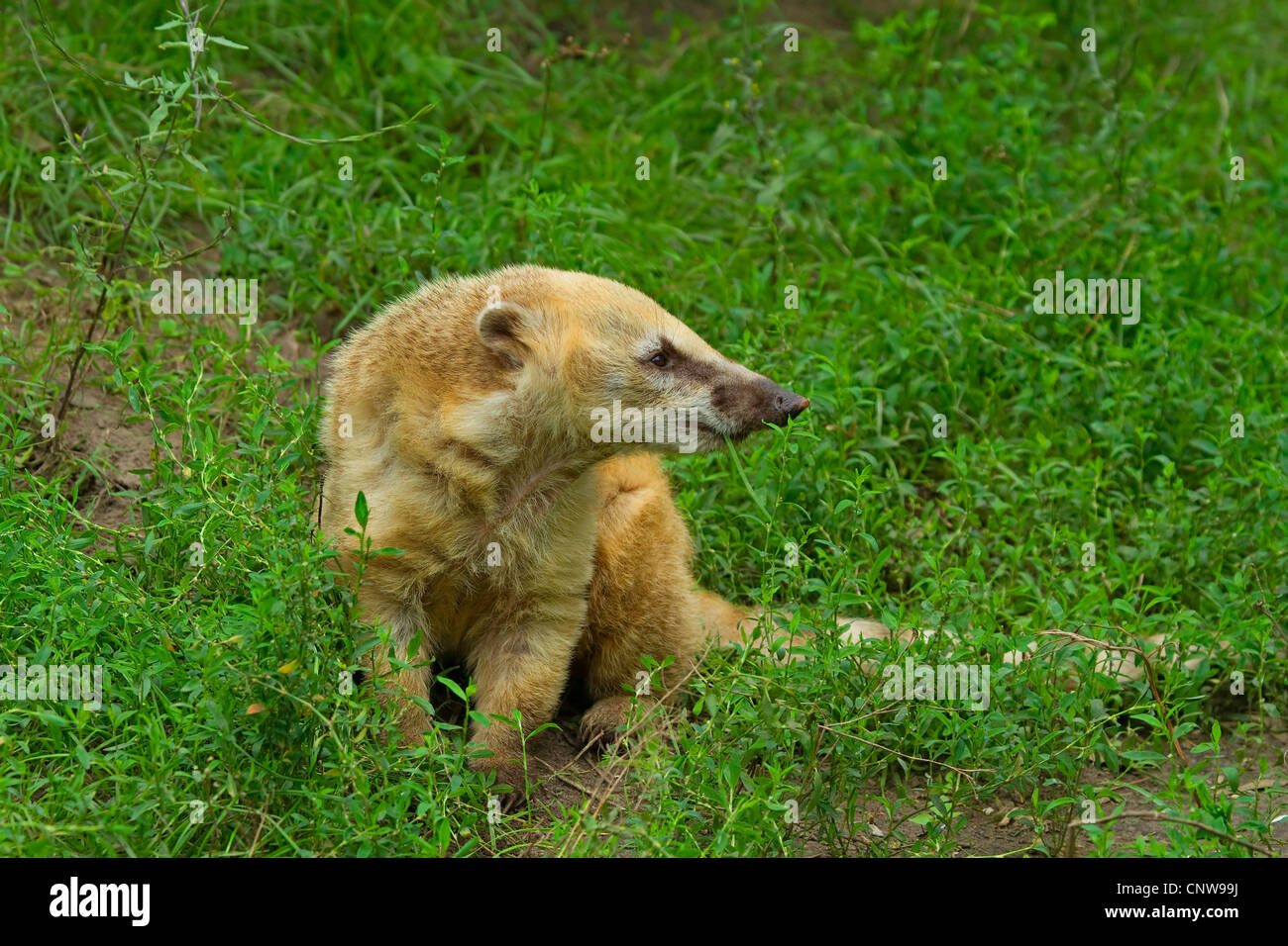 coatimundi, common coati, brown-nosed coati (Nasua nasua), sitting on ...