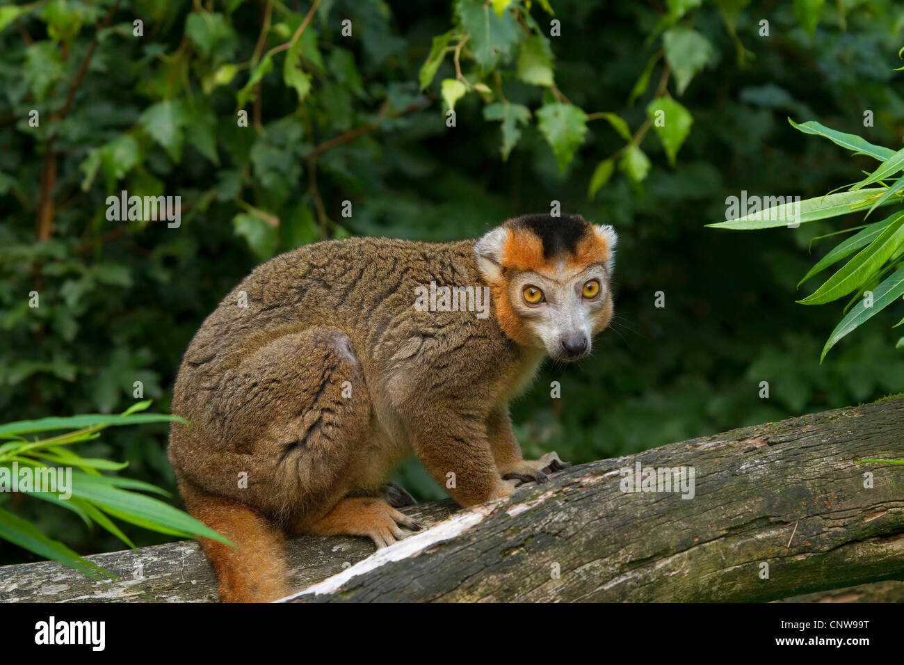 crowned lemur (Lemur coronatus, Petterus coronatus, Eulemur coronatus ...