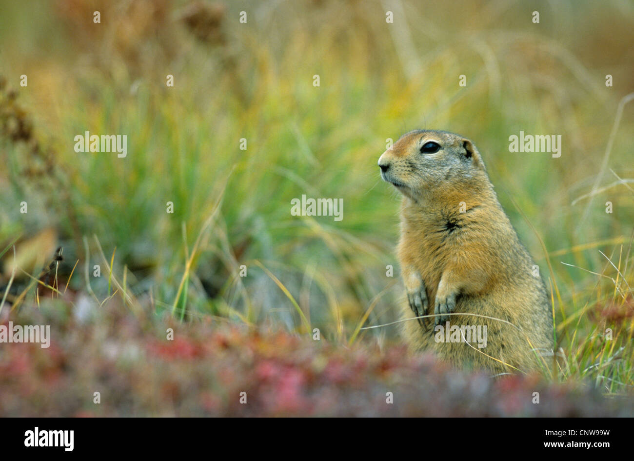 Arctic ground squirrel (Citellus parryi, Citellus undulatus ...