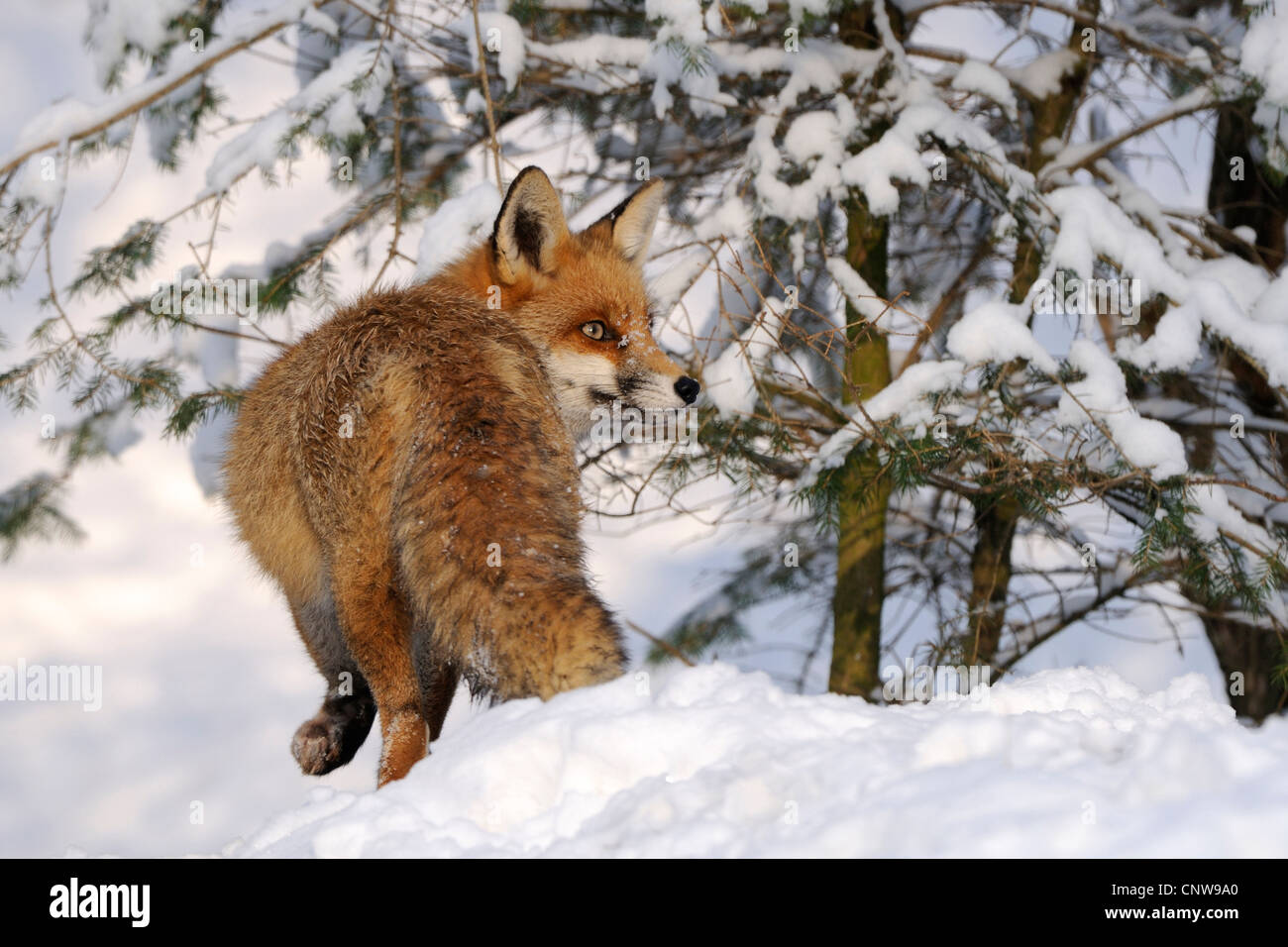 red fox (Vulpes vulpes), standing in a snow-covered landscape at the ...