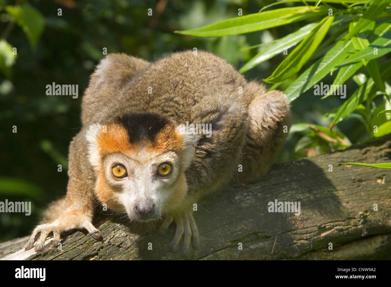 crowned lemur (Lemur coronatus, Petterus coronatus, Eulemur coronatus ...