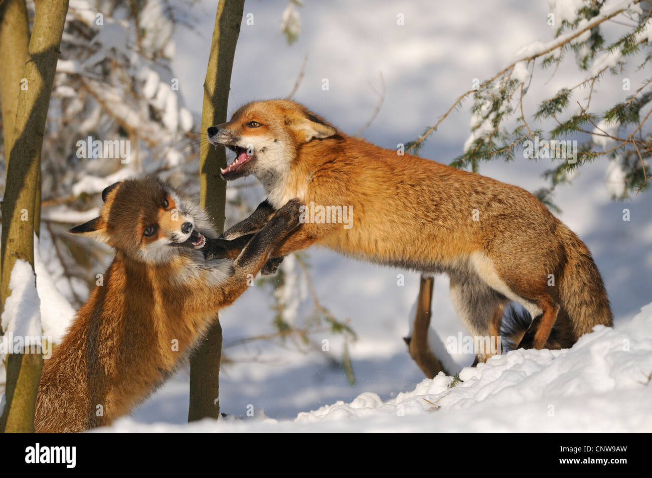 Puppies playing together hi-res stock photography and images - Alamy