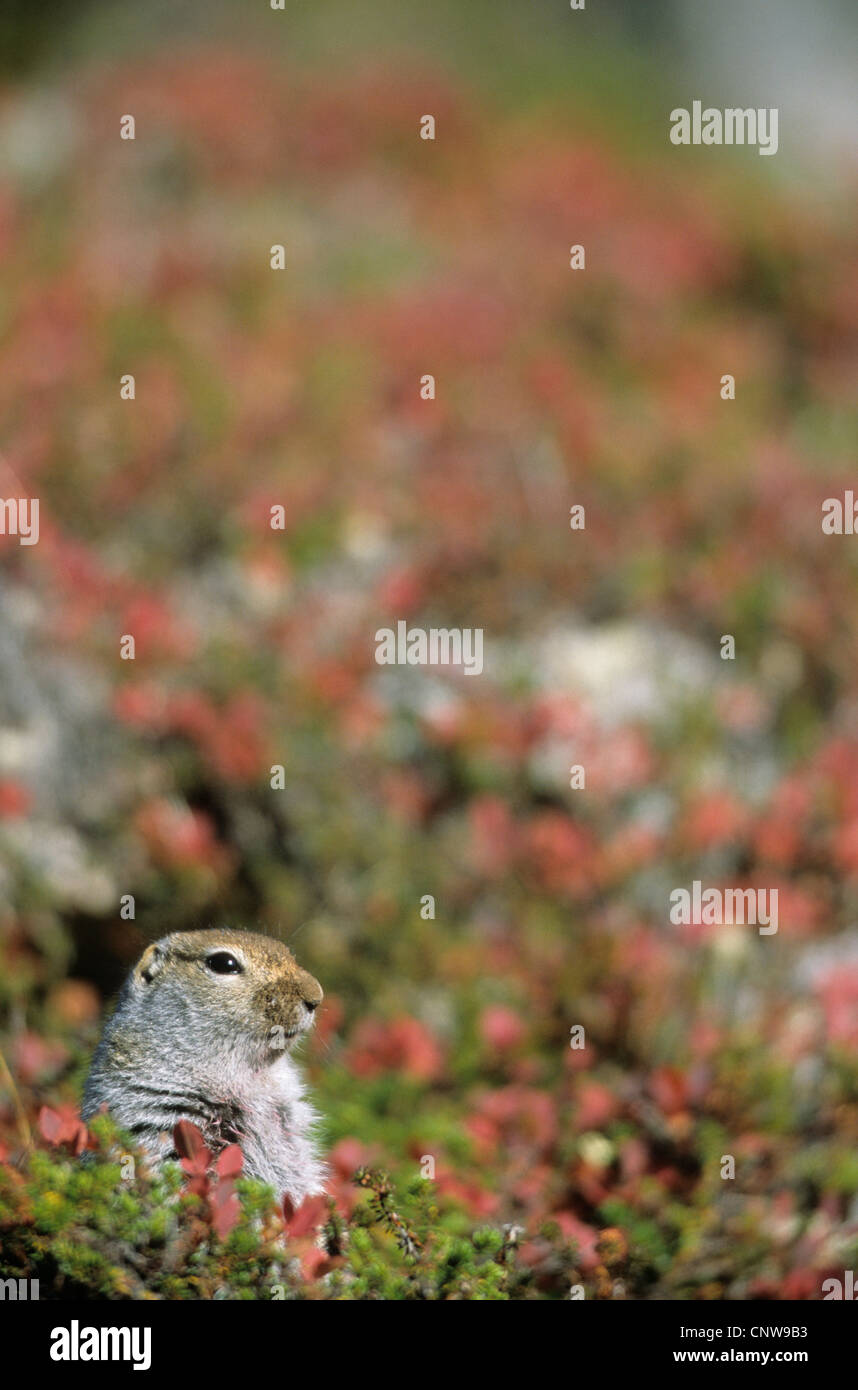 Arctic ground squirrel (Citellus parryi, Citellus undulatus ...