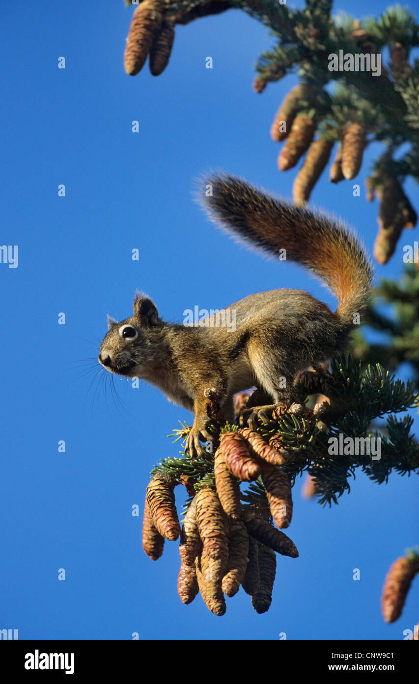 eastern red squirrel, red squirrel (Tamiasciurus hudsonicus), sitting ...