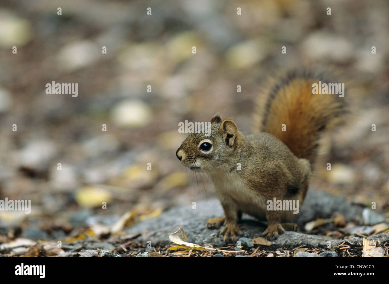 eastern red squirrel, red squirrel (Tamiasciurus hudsonicus), sitting on the ground, watching ...