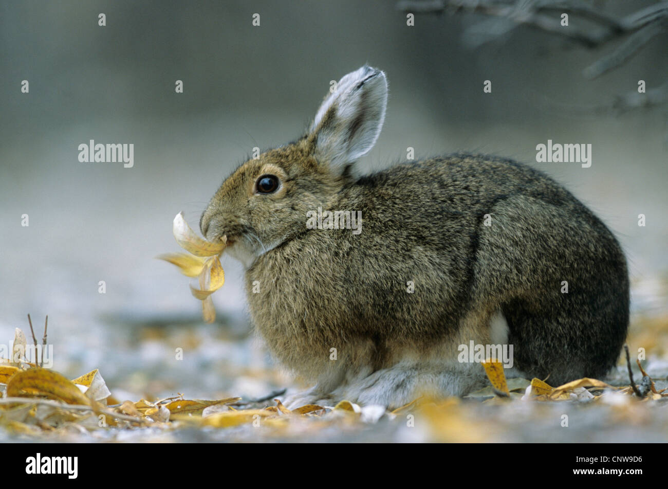 Alaska rabbits hi-res stock photography and images - Alamy