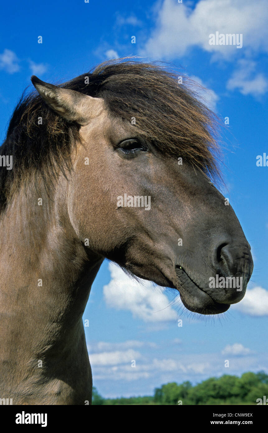 Konik horse (Equus przewalskii f. caballus), stallion, Germany ...