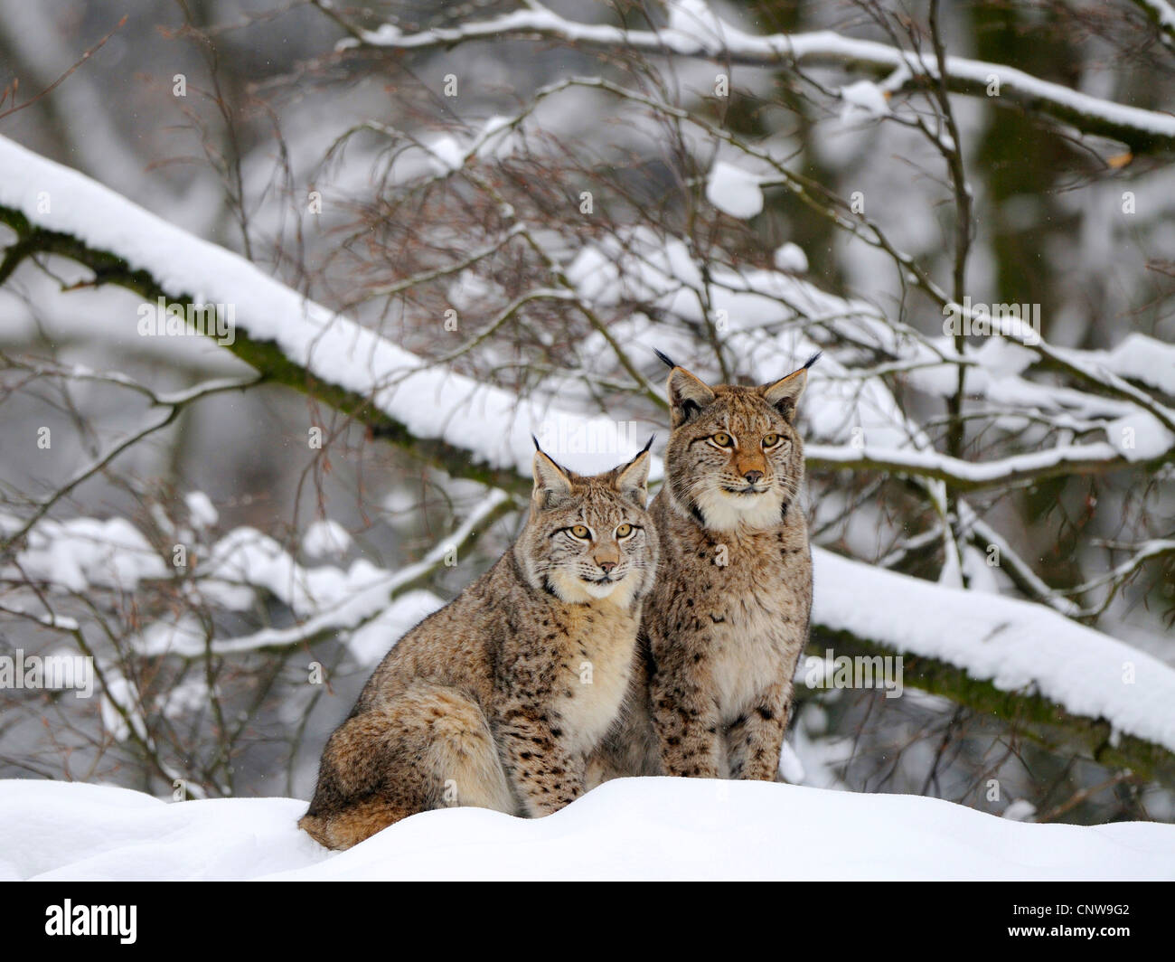 Eurasian lynx (Lynx lynx), mother with one year old pup in winter ...