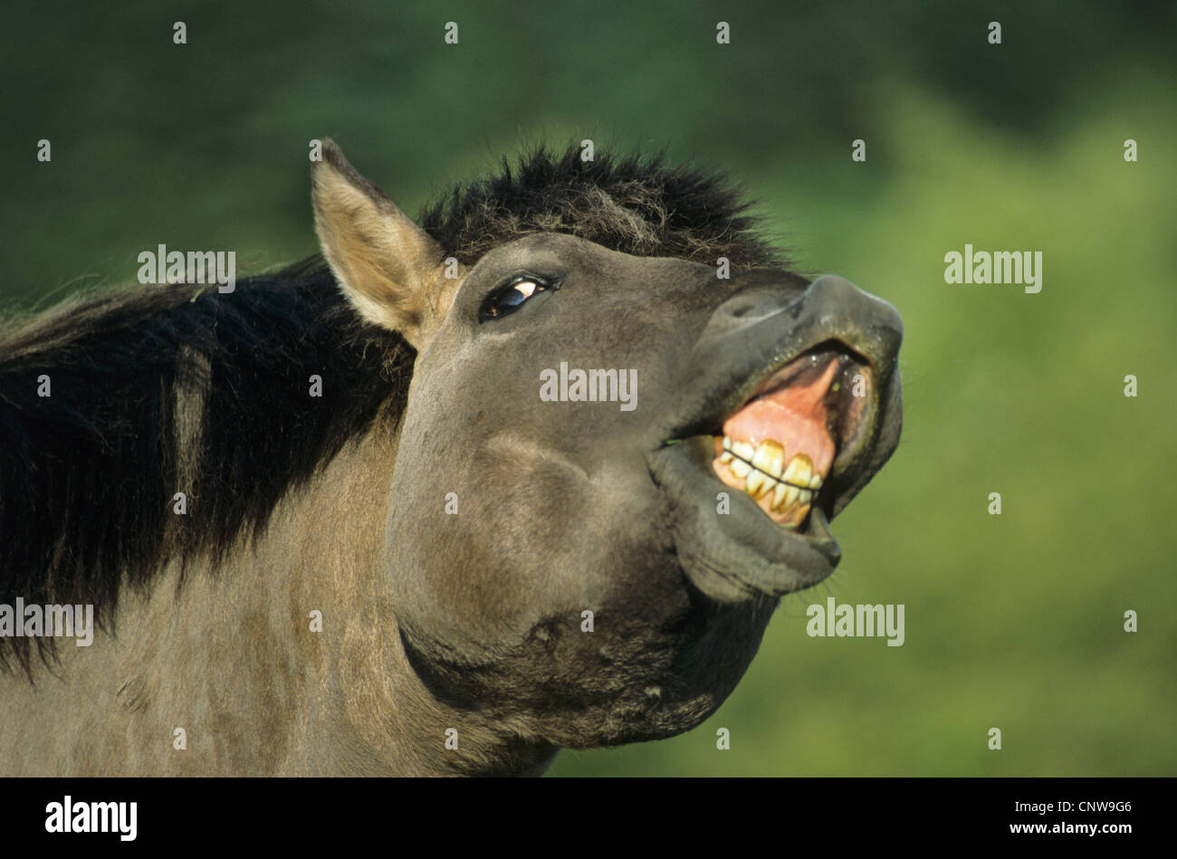 Konik horse (Equus przewalskii f. caballus), stallion, Germany ...