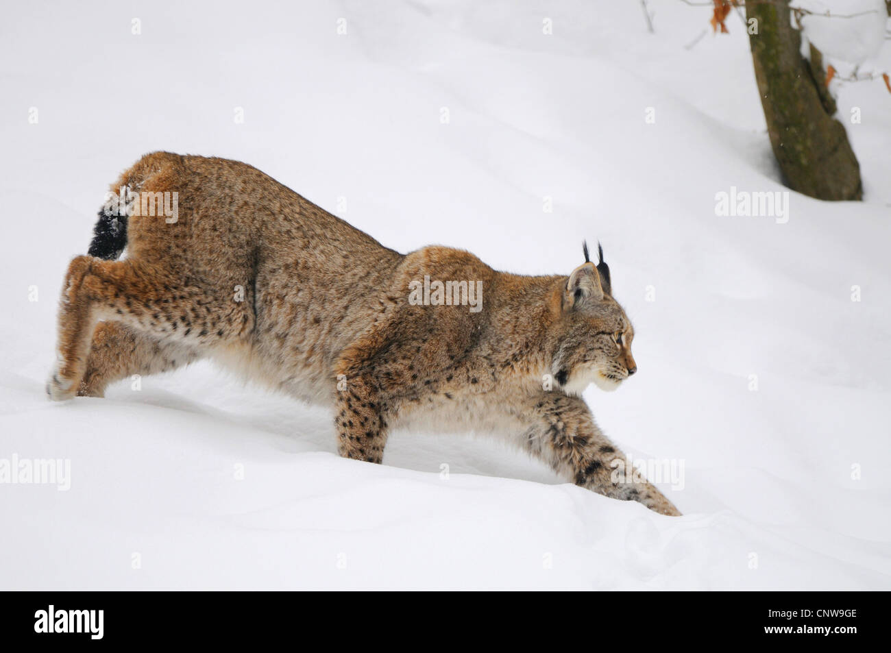 Eurasian lynx (Lynx lynx), walking in the snow, Germany Stock Photo - Alamy
