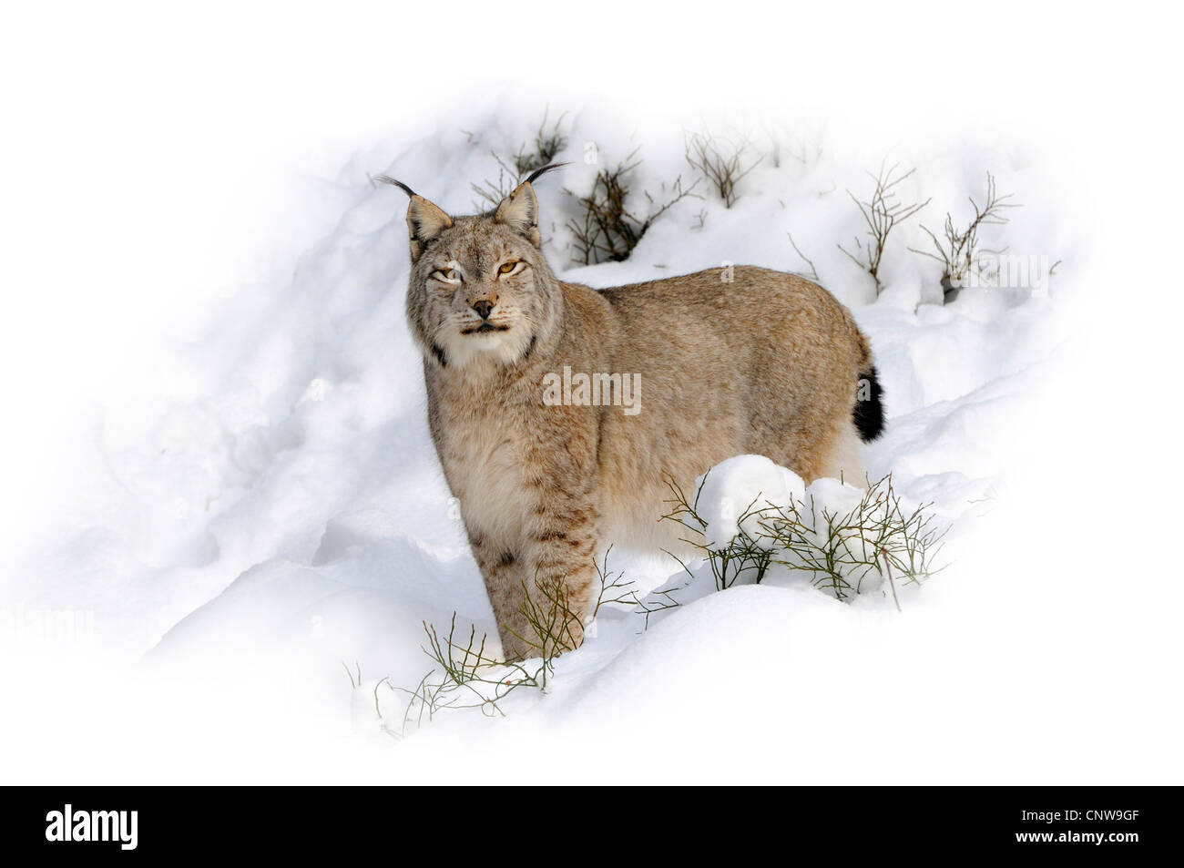Winter season cat portrait Cut Out Stock Images & Pictures - Alamy
